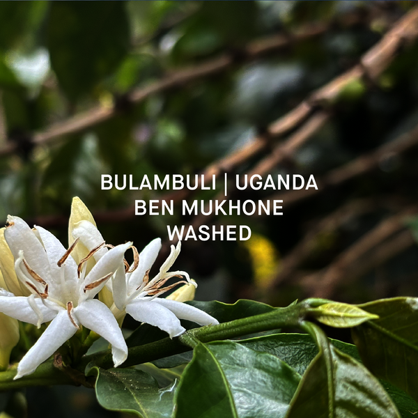 BULAMBULI | UGANDA - Seam Coffee