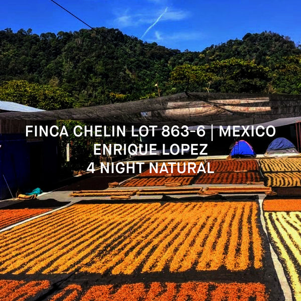 FINCA CHELIN LOT 863-6 | MEXICO - Seam Coffee